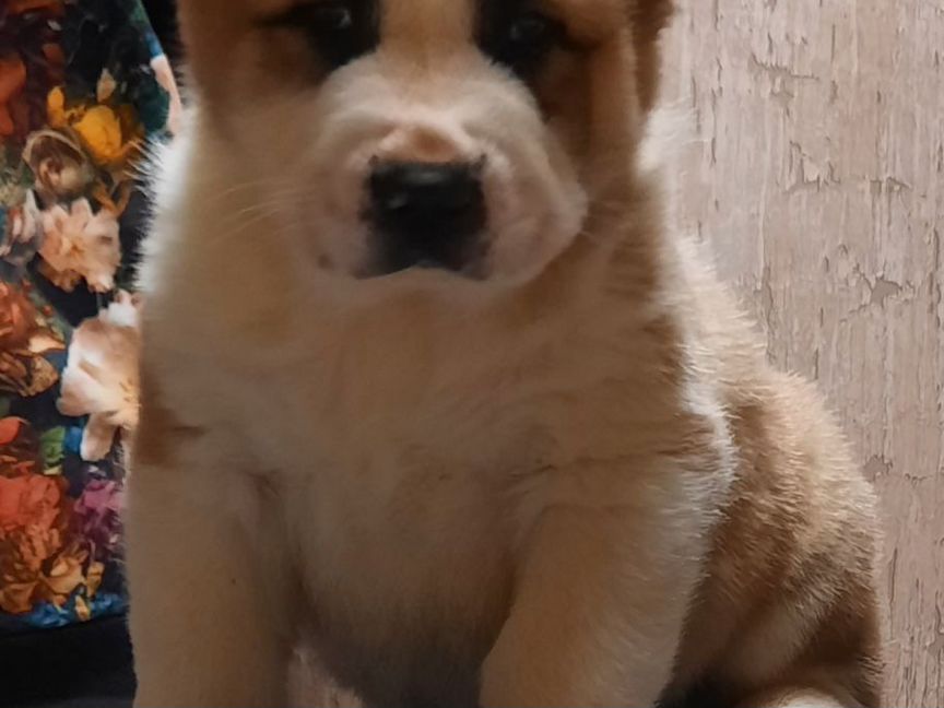 Шикарный кобель сао