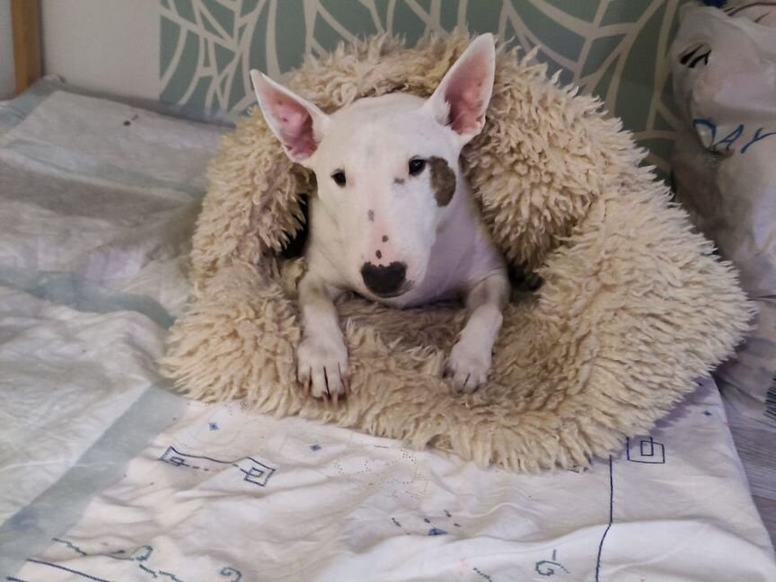 Карликовый бультерьер