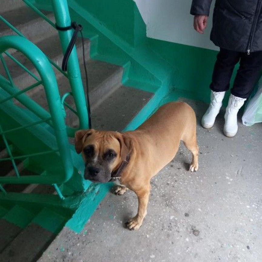 Стерилизованная собака 4 года