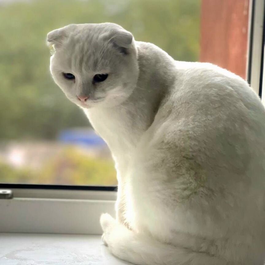 Вислоушка Милка ищет дом