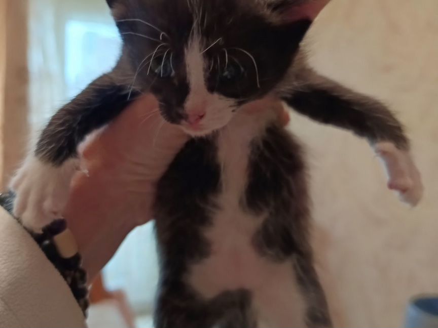 Продам хорошеньких котят