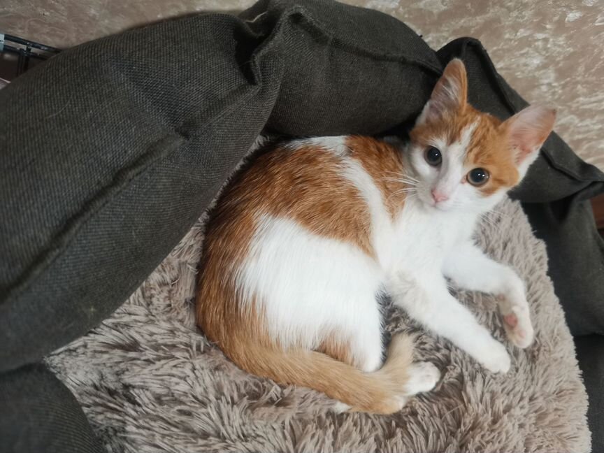 Ласковый котёнок, котик в дар