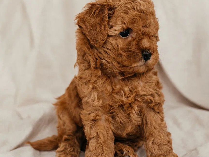 Мальтипу мини