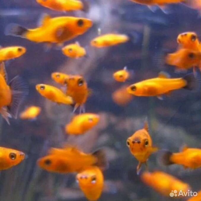 Аквариумные рыбки, мальки меченосца