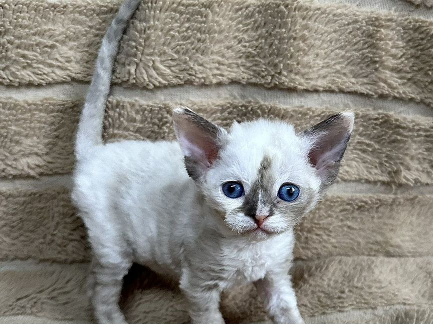 Девочка котенок девон-рекс