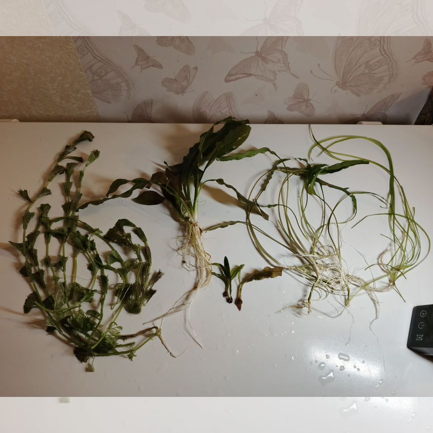 Аквариумные растения (прополка)