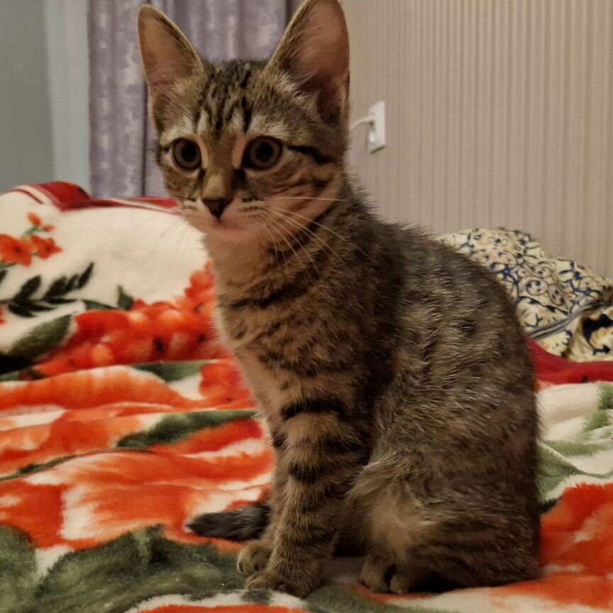 Котик 2,5 месяца, приучен к лотку