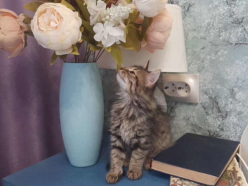 Котенок от сибирской кошки