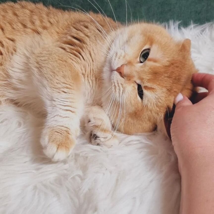 Шотландский Скоттиш Страйт SFS71 ny12