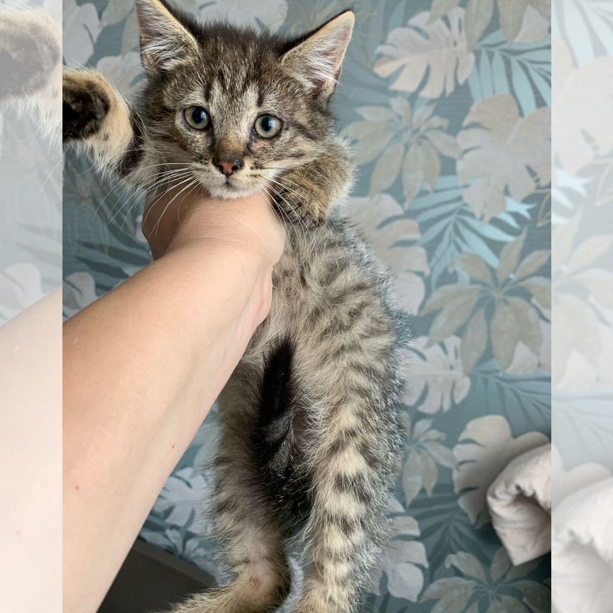 Котёнок в добрые руки