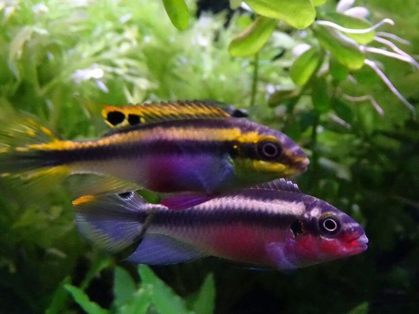 Пельвикохромисы