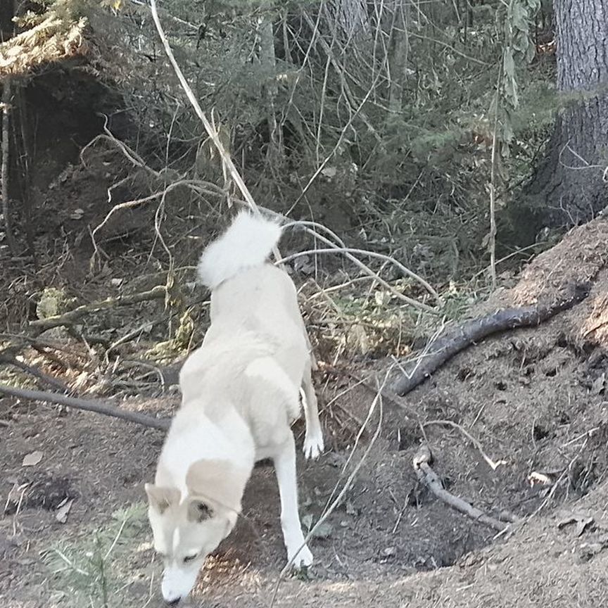 Лайка, щенок