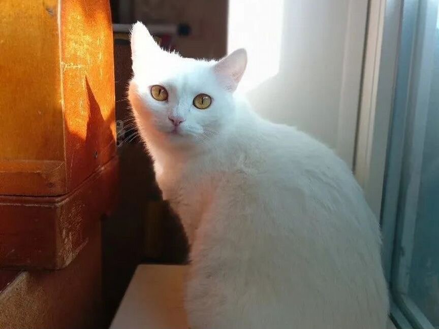 Кошечка в добрые руки бесплатно
