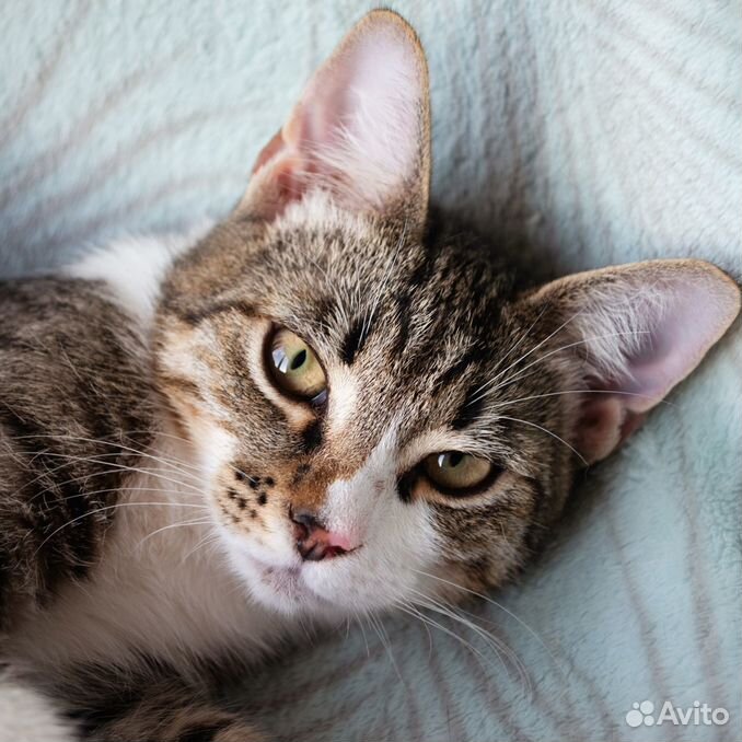 Крошик классный котёнок