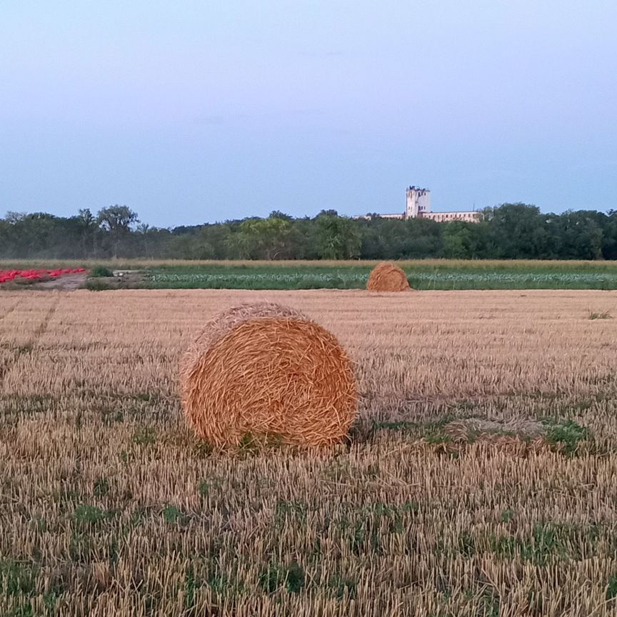 Пшеничная солома