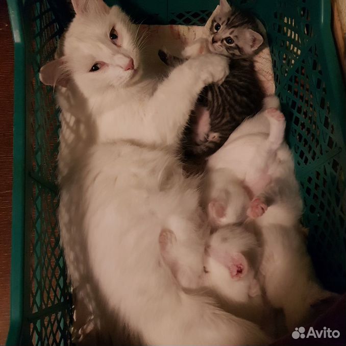 Отдам в добрые руки котят турецкой ангоры