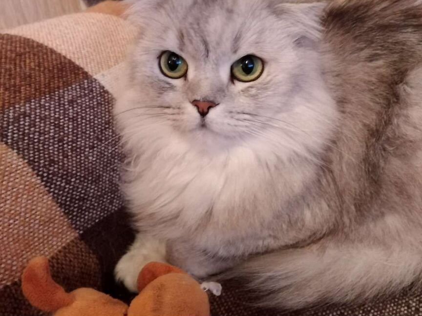 Кошка Лиза, 4года, шотландка вислоухая
