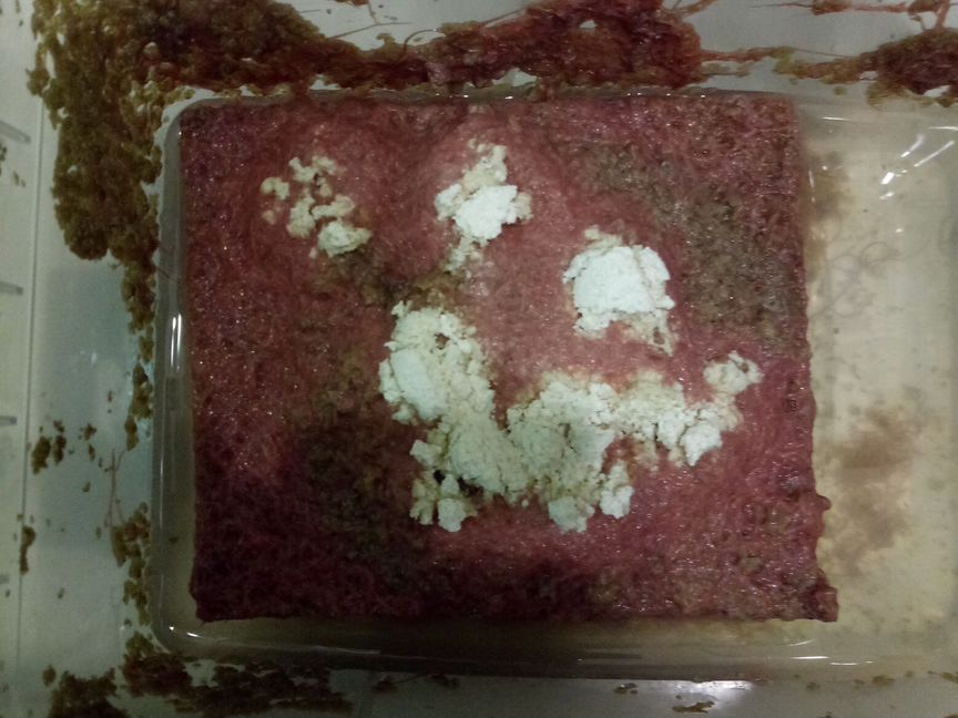 Трубочник изя