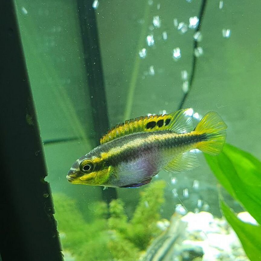 Пельвикахромис пульхер (попугайчик)