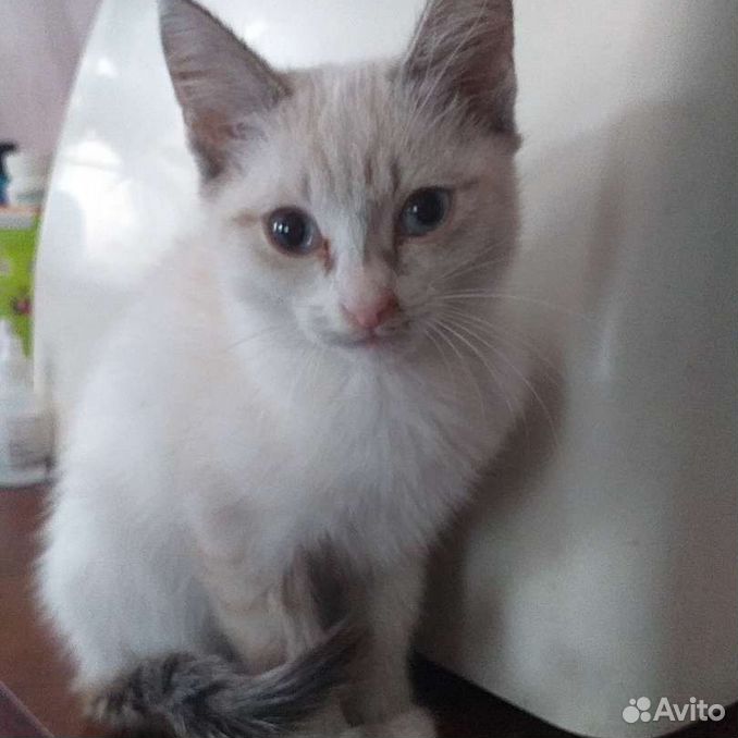 Красивый котёнок от тайской кошки