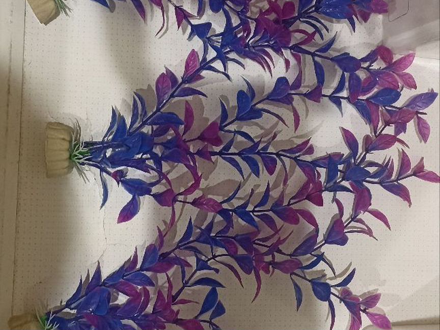 Растение для аквариума разные