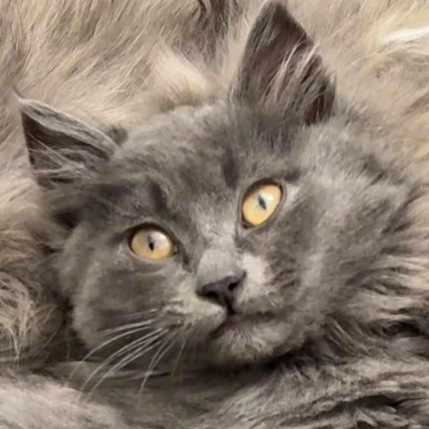 Котёнок от частного владельца