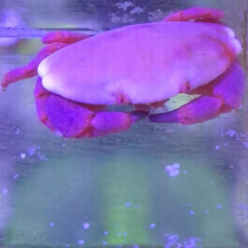 Краб морской для морского аквариума