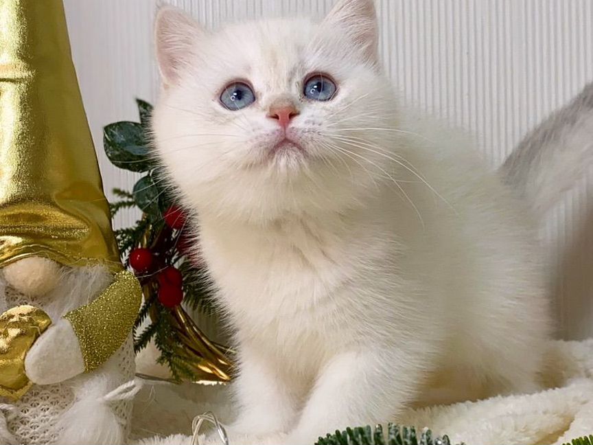 Девочка-снегурочка золотая британская шиншилла