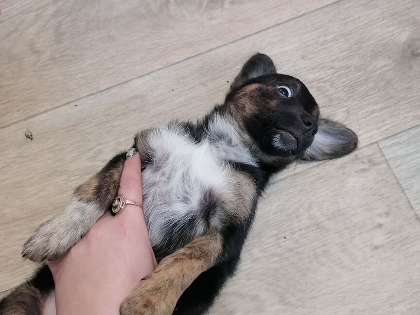 Собака в добрые руки