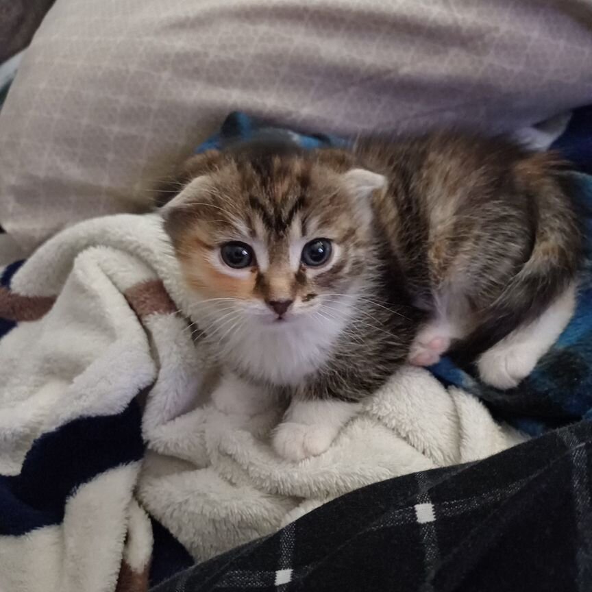 Котья Малявка