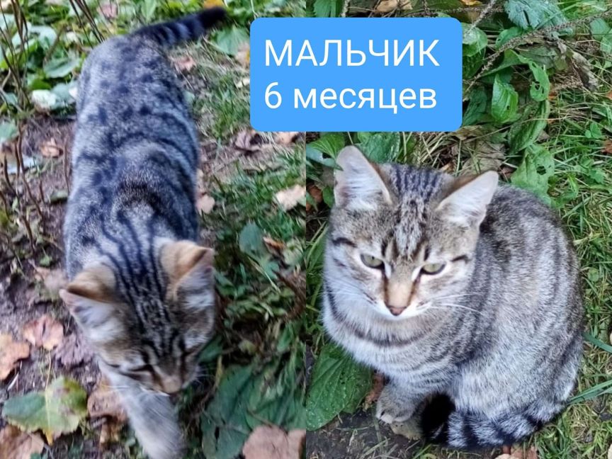 Кошки ищут дом или передержку
