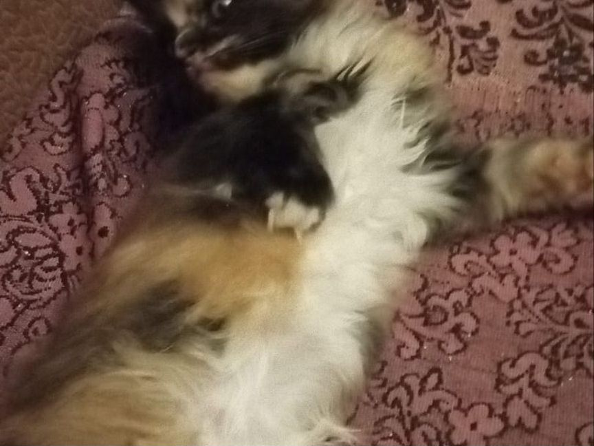 Котята мейн-кун