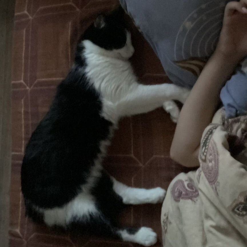 Коты в добрые руки бесплатно