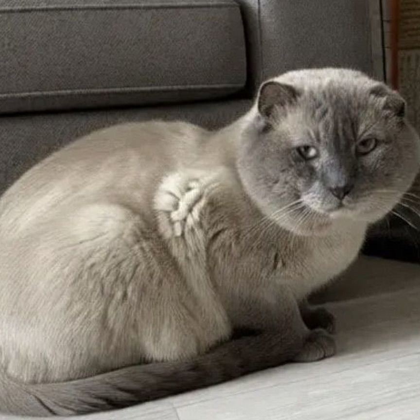 Взрослый кот в добрые руки