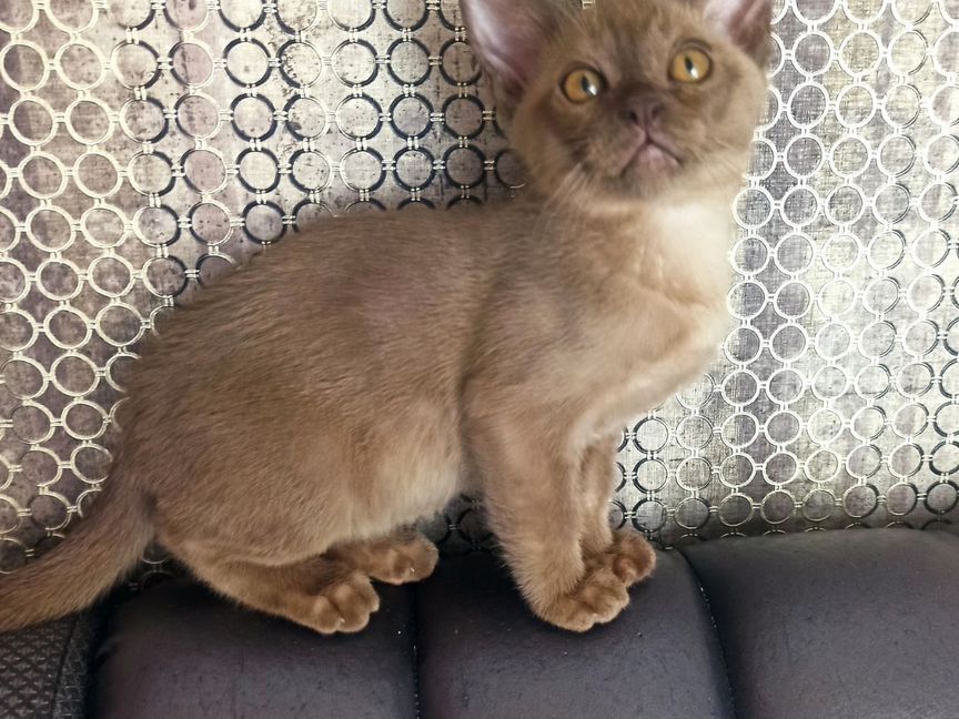 Бурманские котята