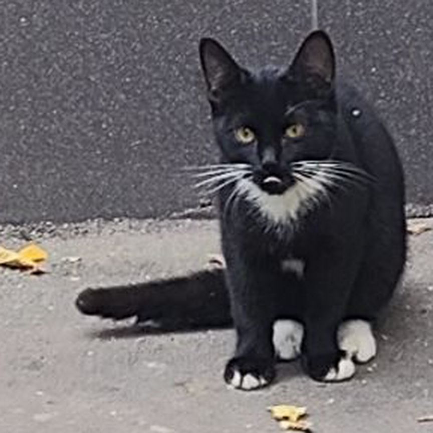 Котёнку очень нужен дом