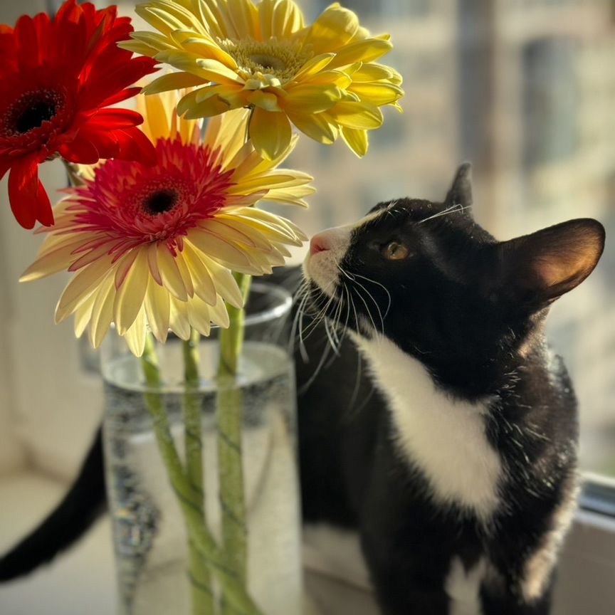 Котенок (мальчик 4 месяца)