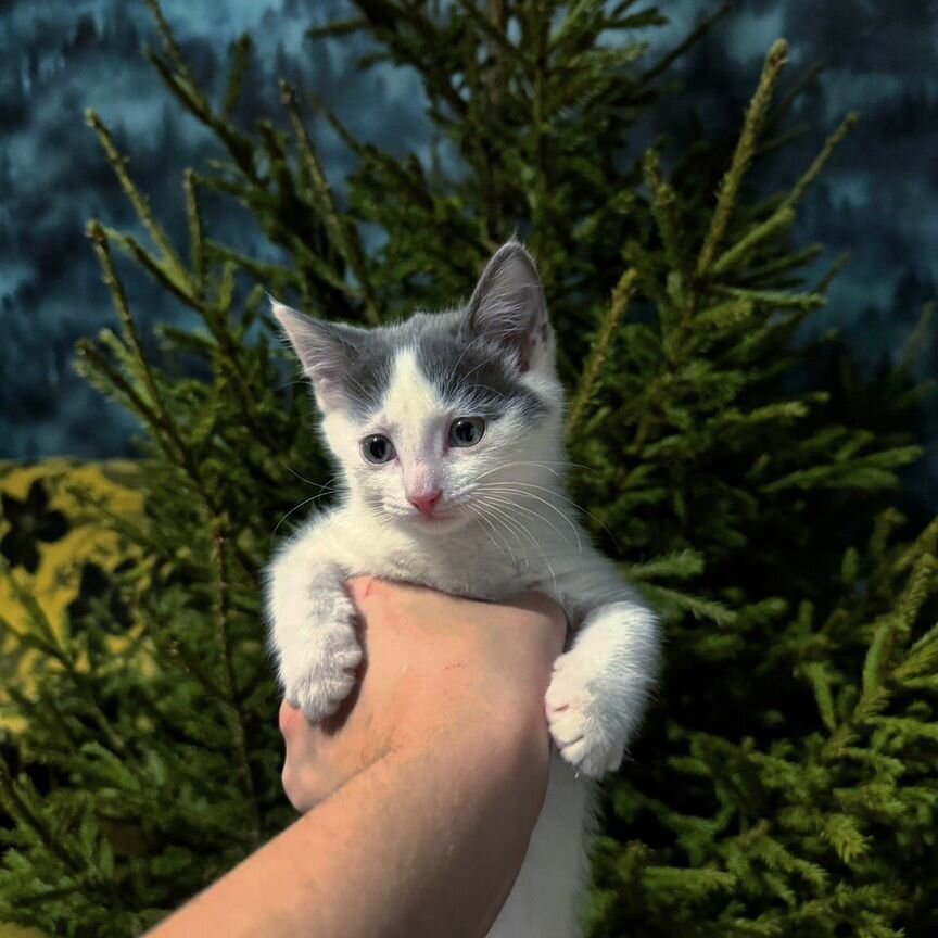 Котята бесплатно