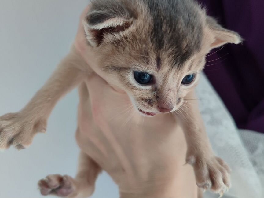 Абиссинские котята