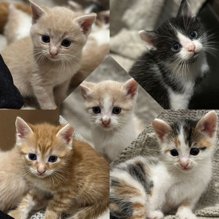 Котята в добрые руки
