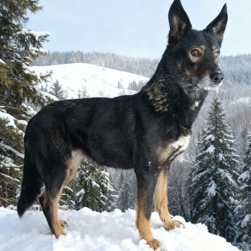 Взрослая собака в добрые руки