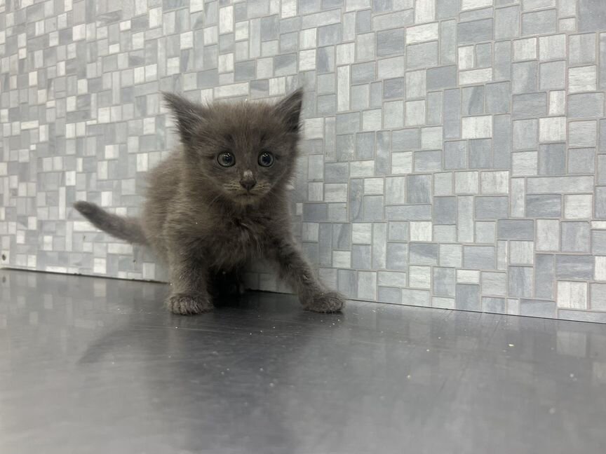 Котятки ищут дом