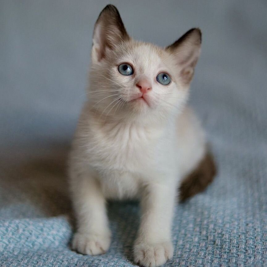 Сноу-Шу котёнок