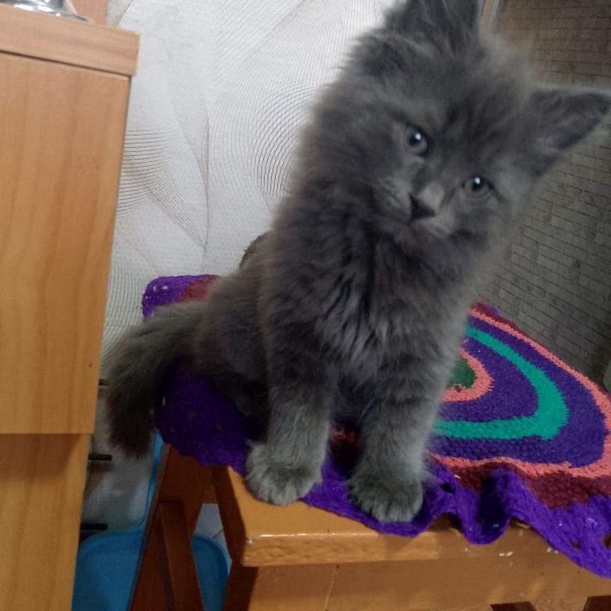 Котенок в добрые руки (девочка). Бесплатно