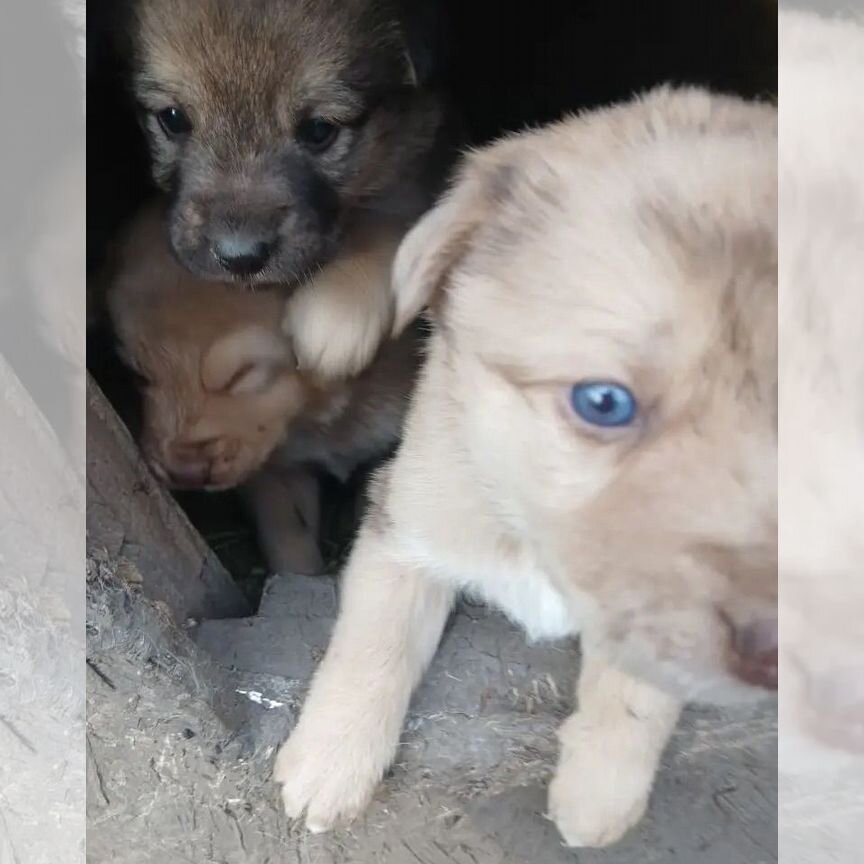 Щенок в добрые руки