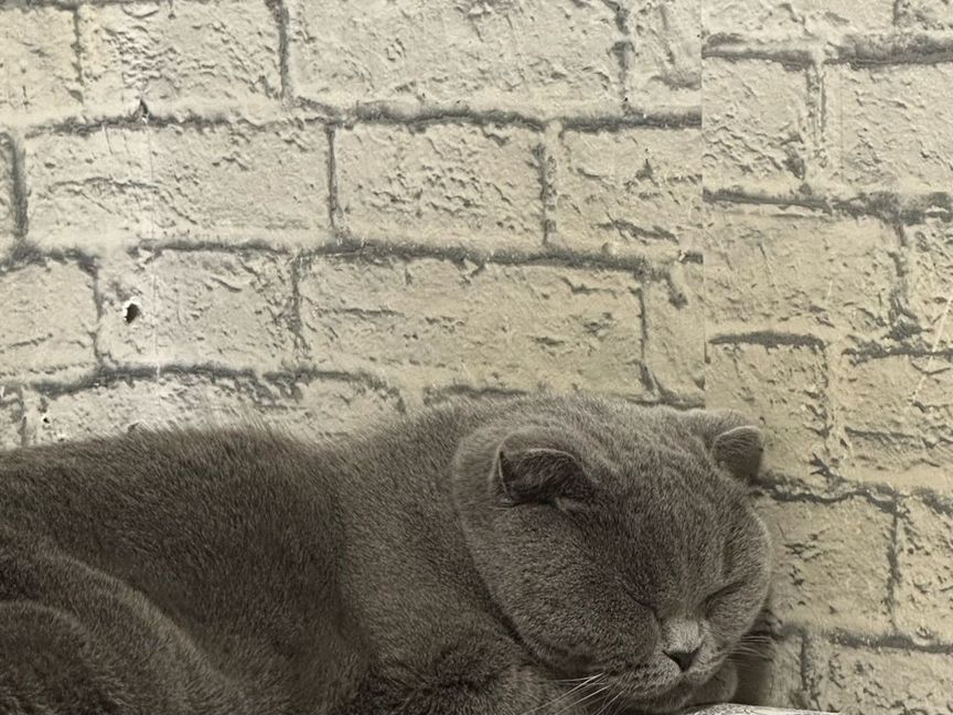 Британская вислоухая кошка