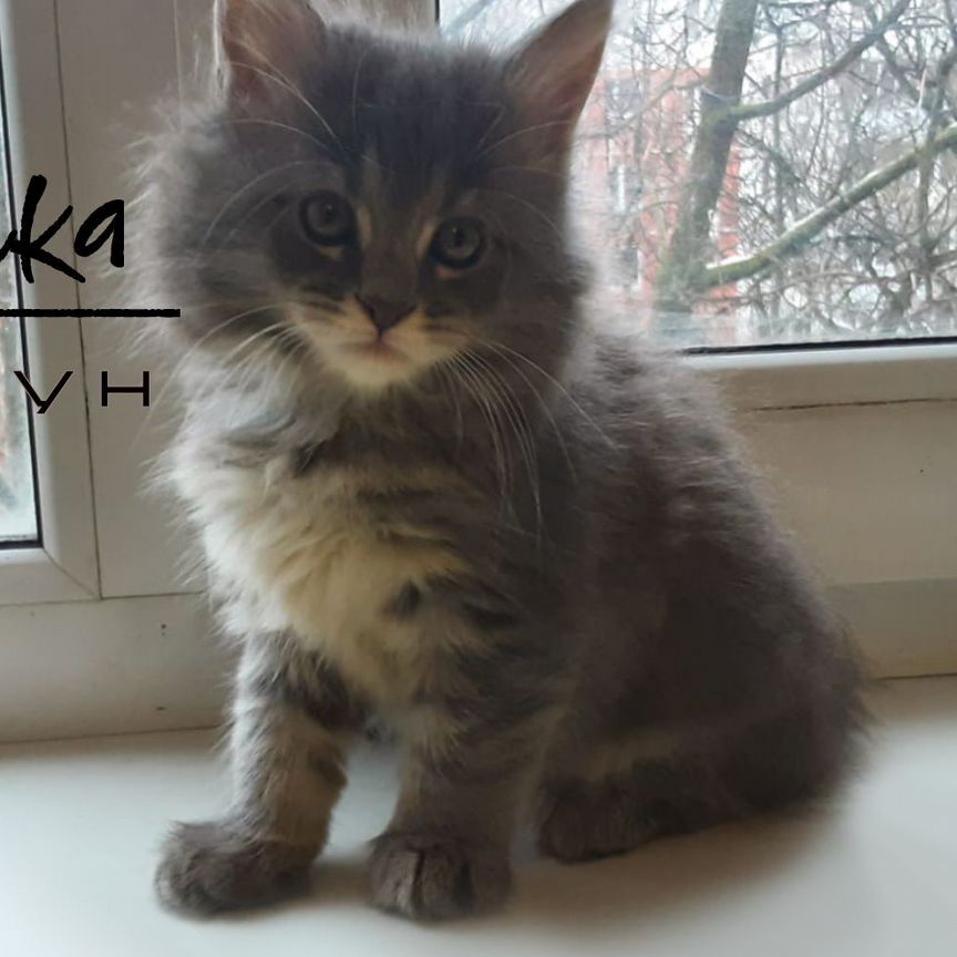 Котята мейн-кун