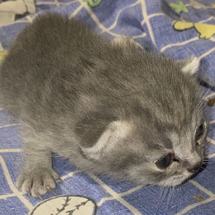 Котёнок Шотландский вислоухий