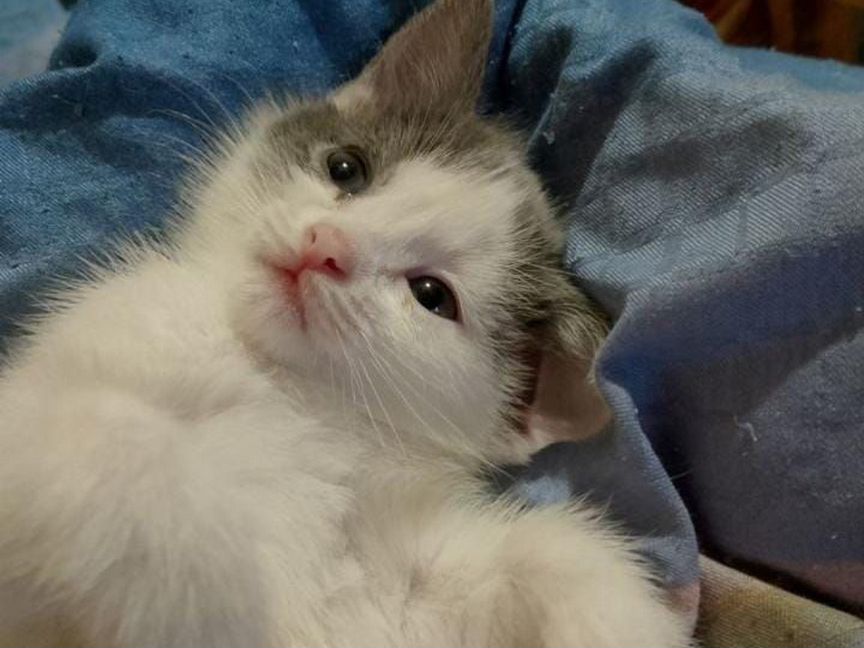 Котенок девочка 1мес 3нед