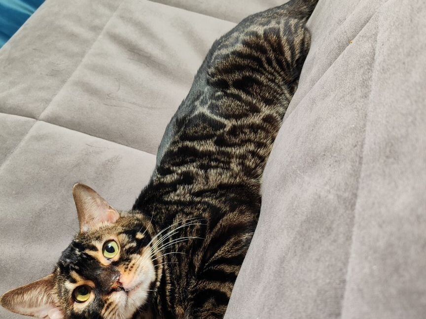 Кошки
